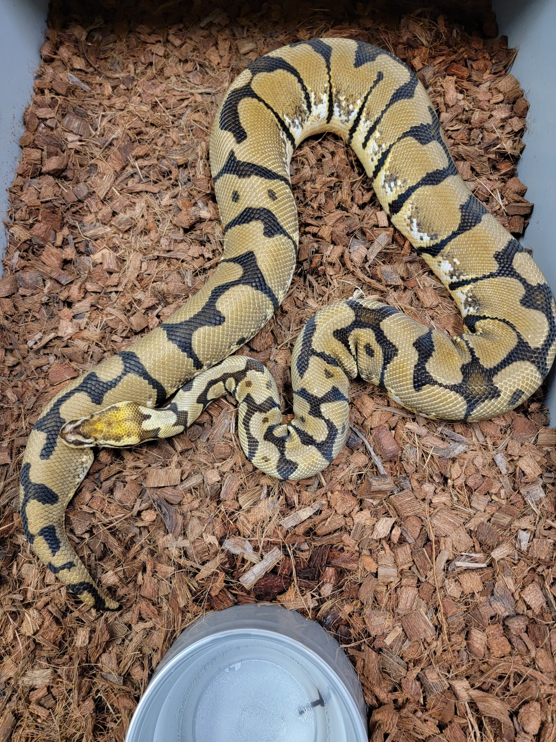 Pastel Woma Ball Python by Oregon Exotic Balls - MorphMarket