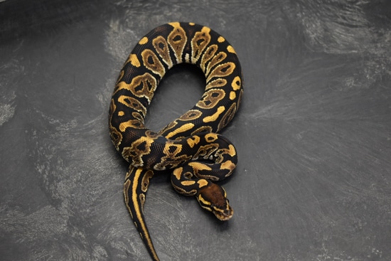 Sapphire Ball Python by OEB / Sarges Serpents