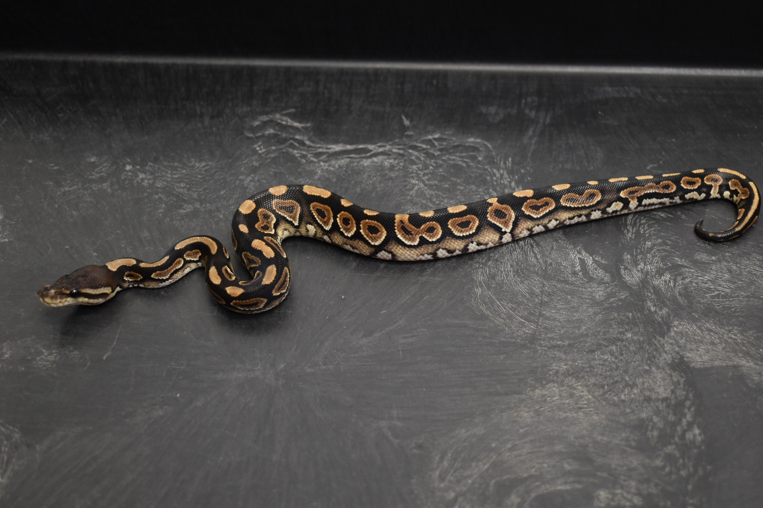 Cinnamon Calico Het Clown Ball Python by Oregon Exotic Balls - MorphMarket