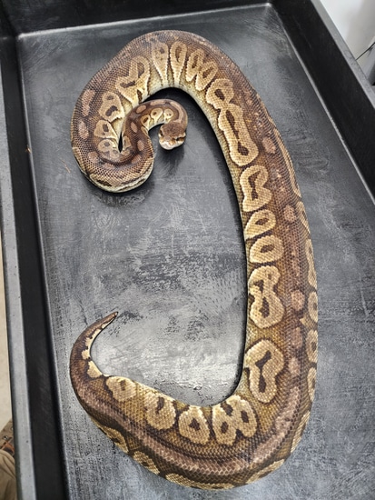 Pewter Ball Python by Oregon Exotic Balls