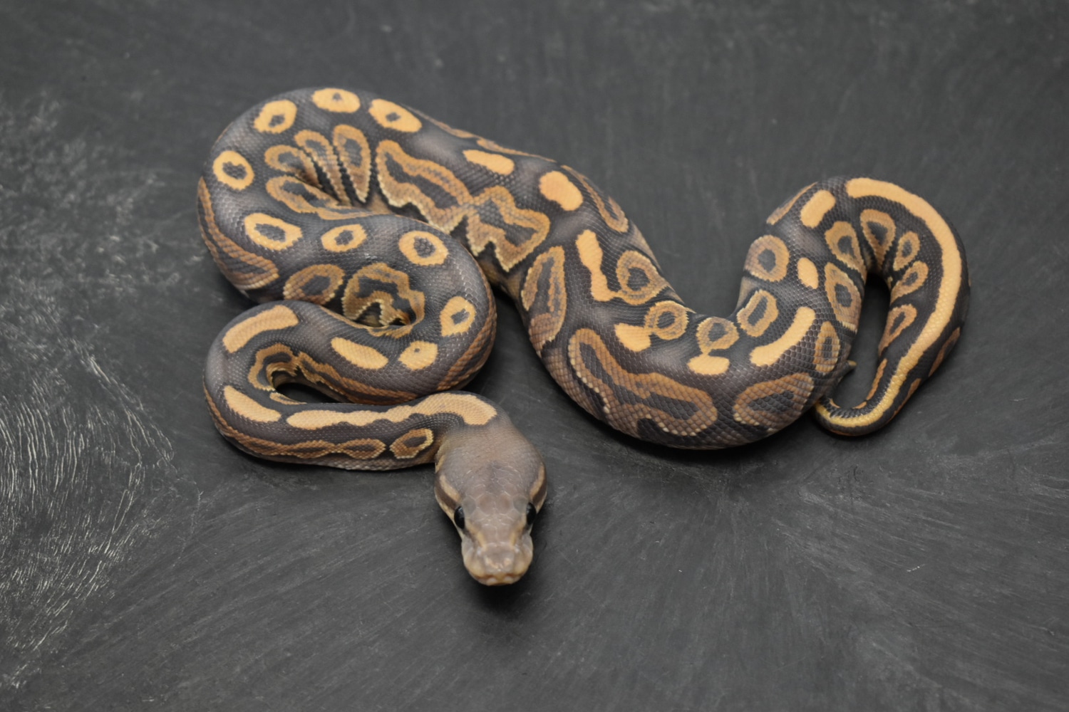 Hypo Cinnamon Het Ultramel Ball Python by Oregon Exotic Balls - MorphMarket