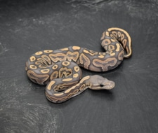 Hypo Cinnamon Het Ultramel Ball Python by Oregon Exotic Balls - MorphMarket
