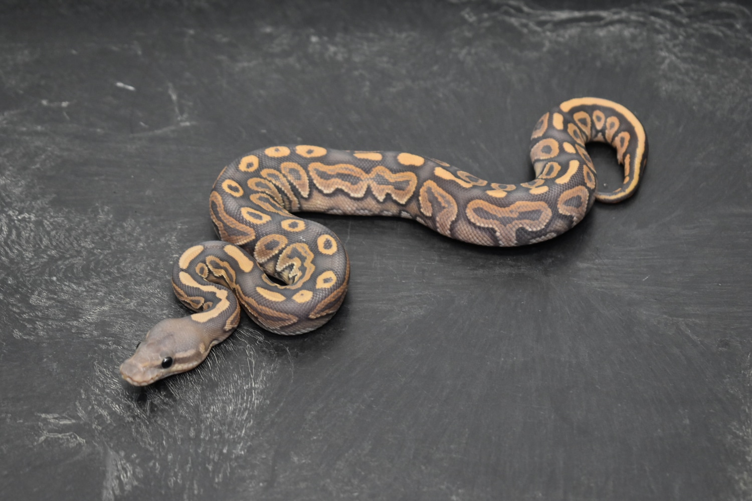 Hypo Cinnamon Het Ultramel Ball Python by Oregon Exotic Balls - MorphMarket