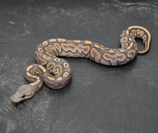 Hypo Cinnamon Het Ultramel Ball Python by Oregon Exotic Balls - MorphMarket