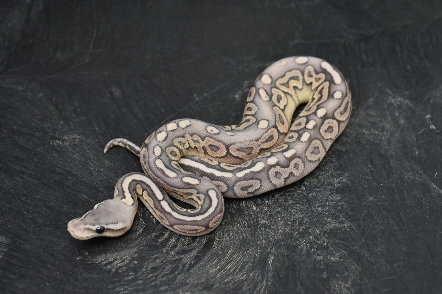 Hypo Pewter Het Ultramel Ball Python by Oregon Exotic Balls - MorphMarket