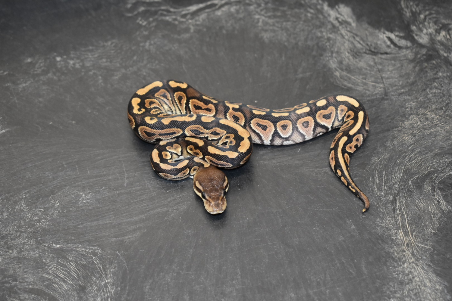 Cinnamon Dh Ultramel Hypo Ball Python by Oregon Exotic Balls - MorphMarket
