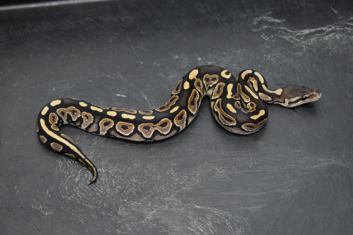 Cinnamon DH Hypo Ultramel Ball Python by Oregon Exotic Balls - MorphMarket
