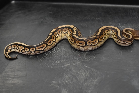 HGW Fire Cinnamon Ball Python by Oregon Exotic Balls