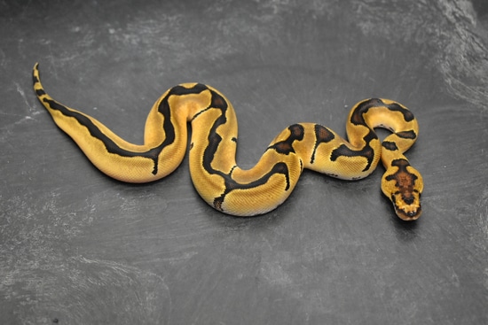 Enchi Clown Ball Python by Oregon Exotic Balls