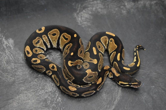 Blackhead Het Hypo Ball Python by Oregon Exotic Balls