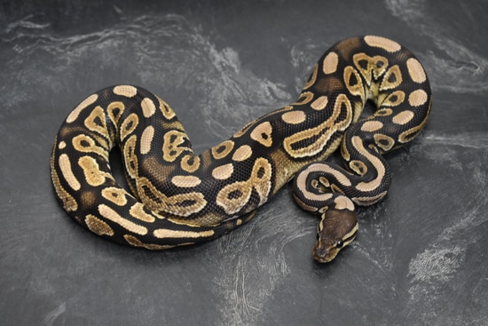 Cinnamon Calico Het Clown Ball Python by Oregon Exotic Balls
