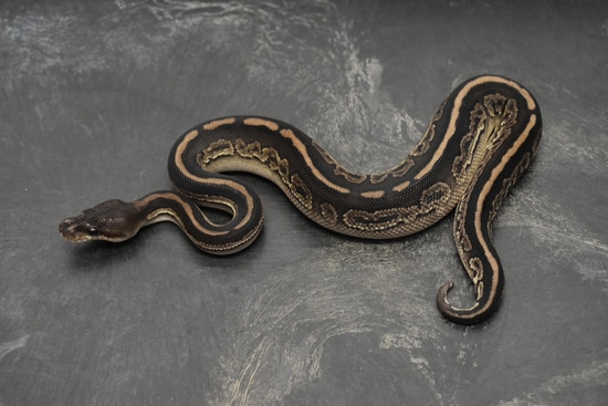 Siren Het Clown Ball Python by Oregon Exotic Balls