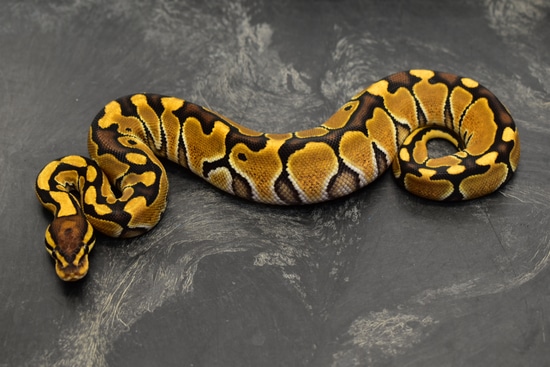 Special Het Clown Ball Python by Oregon Exotic Balls