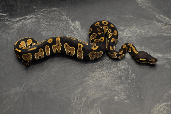 Blackhead Hurricane DH DG Hypo Poss Het Clown Ball Python by Oregon Exotic Balls