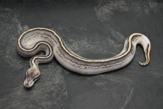 Black Pastel Pinstripe Highway Ball Python by Oregon Exotic Balls