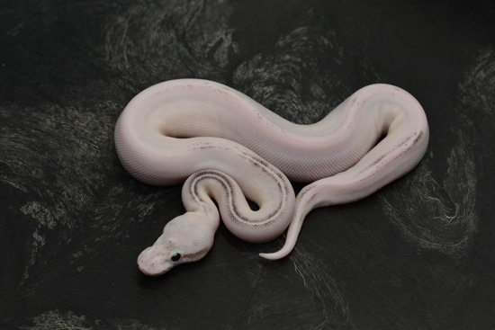 Super Pastel Black Pastel Highway Ball Python by OEB / Sarges Serpents