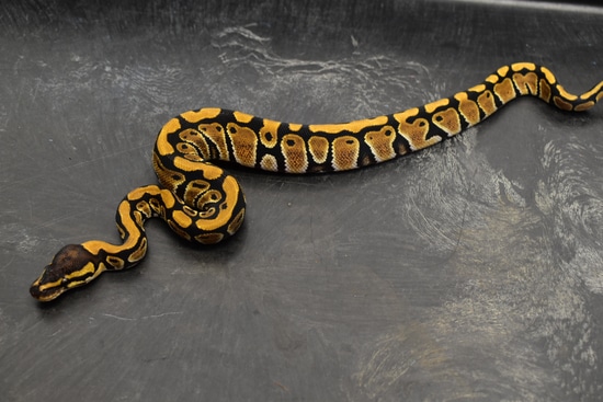 Special Het Clown Ball Python by Oregon Exotic Balls