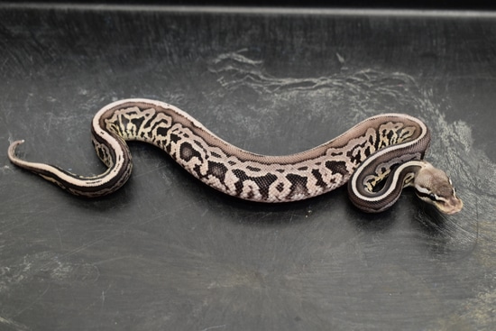 Pewter Leopard Blitz Het Hypo Ball Python by Oregon Exotic Balls