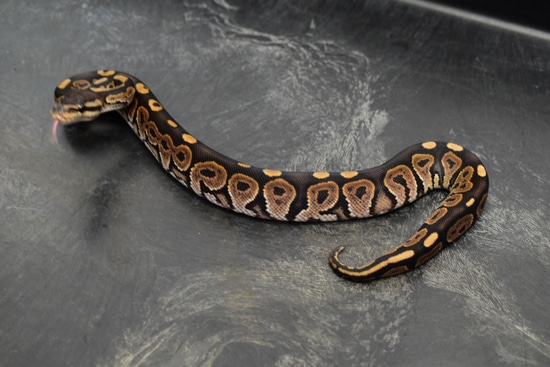 Cinnamon Het Hypo Ball Python by OEB / Sarges Serpents