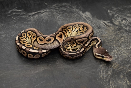 Pewter Het Hypo Ball Python By Oeb Sarges Serpents