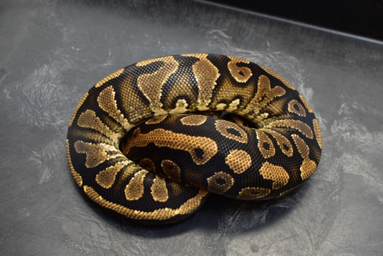 *Proven Female No Reserve* Yellowbelly Ball Python by Oregon Exotic Balls