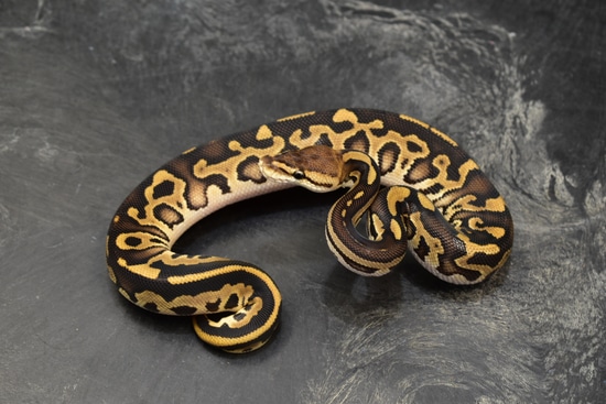 Bongo Leopard Crypton DH DG Clown Ball Python by OEB / Sarges Serpents