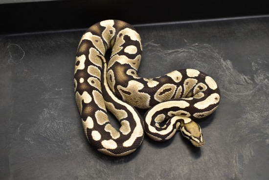 Dg Het Clown Ball Python by Oregon Exotic Balls