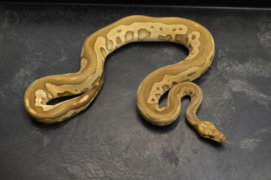 Red Stripe Leopard Mojave Yb Clown Het Hypo Ball Python by Oregon Exotic Balls