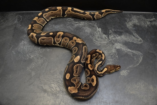 Chocolate Ball Python by Oregon Exotic Balls