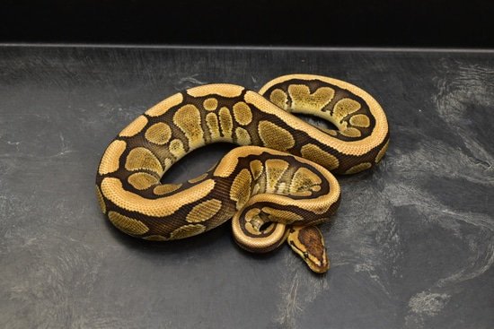 Redstripe Special Crypton Het Genetic Stripe Ball Python by Oregon Exotic Balls