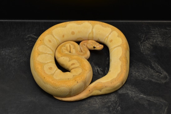 Banana Clown Het Genetic Stripe Ball Python by Oregon Exotic Balls