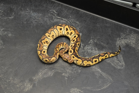 Sapphire Clown Ball Python by Oregon Exotic Balls