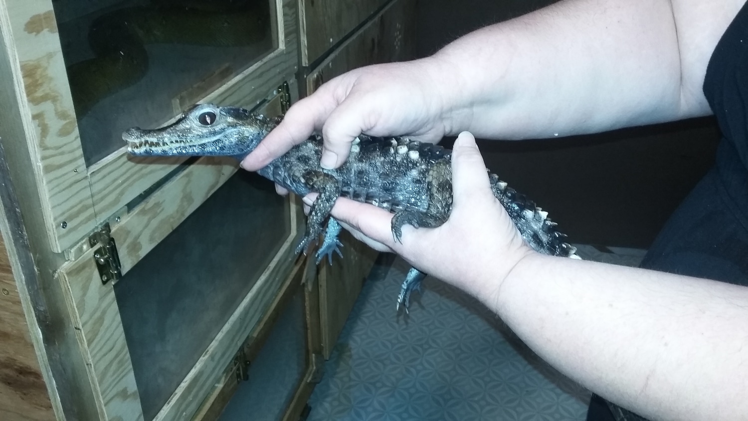 Smooth Front Caiman Smooth-fronted Caiman by Kell's Genetics - MorphMarket