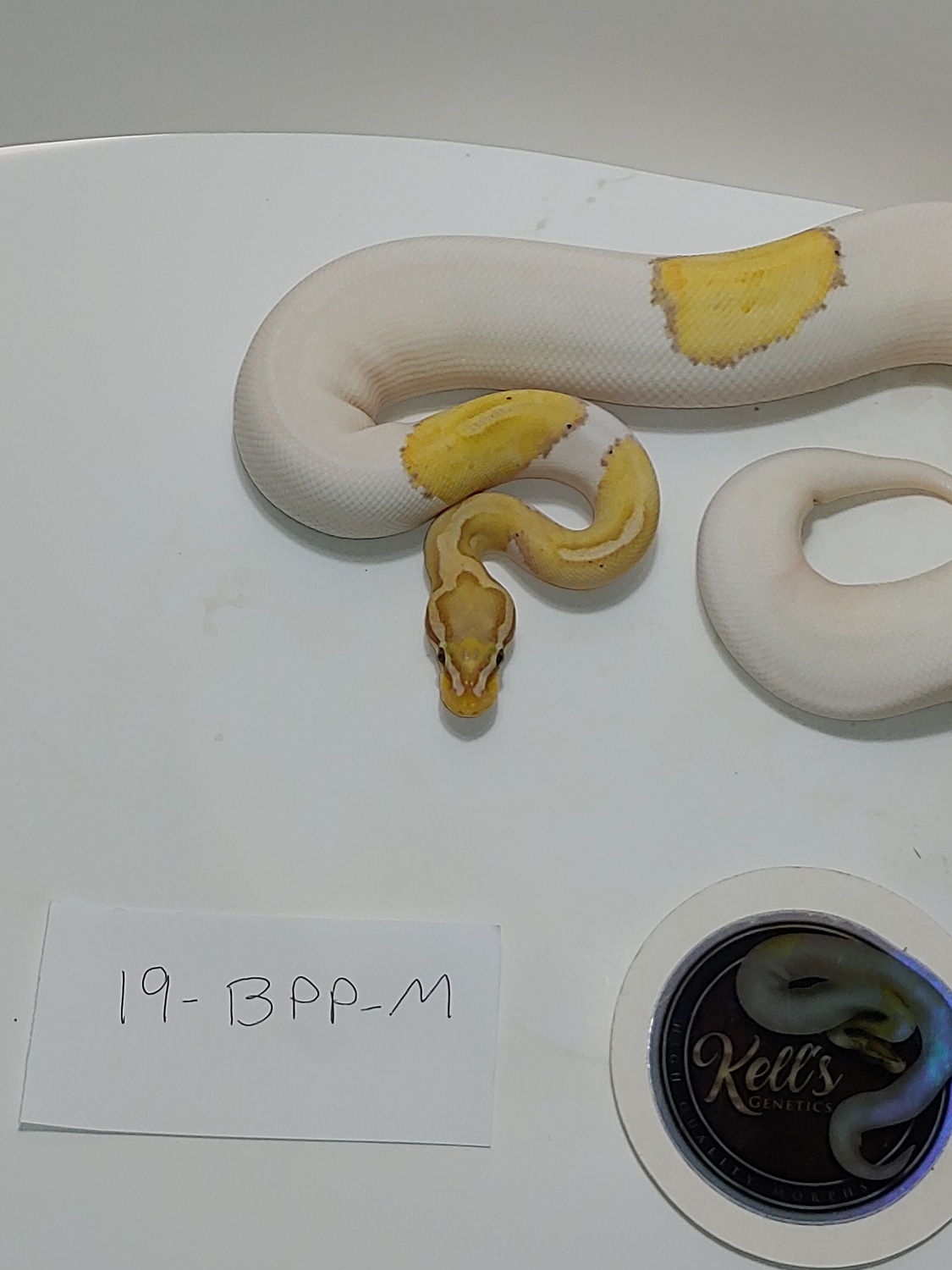 Banana Pastel Pie Ball Python by Kell's Genetics - MorphMarket