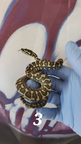 2023 Jag Sib Diamond Jungle Jungle Carpet Python by Senju Serpents, and ...