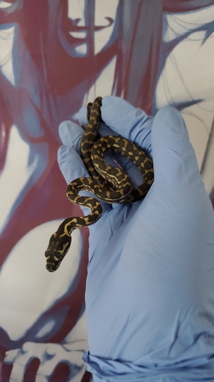 2023 Jag Sib Diamond Jungle Jungle Carpet Python by Senju Serpents, and ...