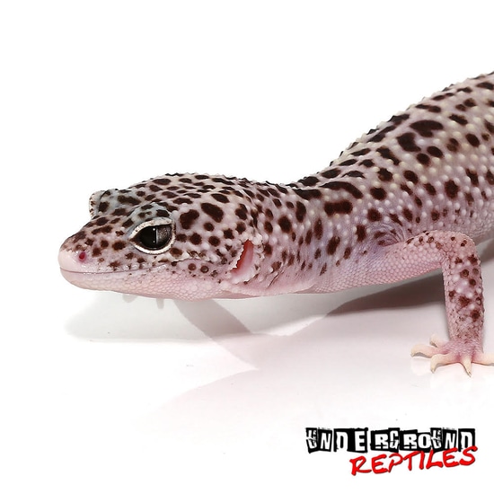 Mack Snow Raptor Leopard Gecko by Underground Reptiles
