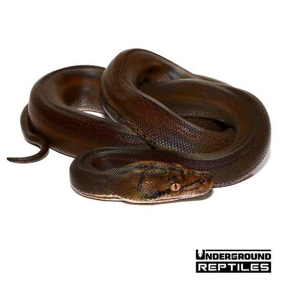 Golden Child Reticulated Python by Underground Reptiles