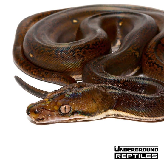 Golden Child Tiger Reticulated Python by Underground Reptiles