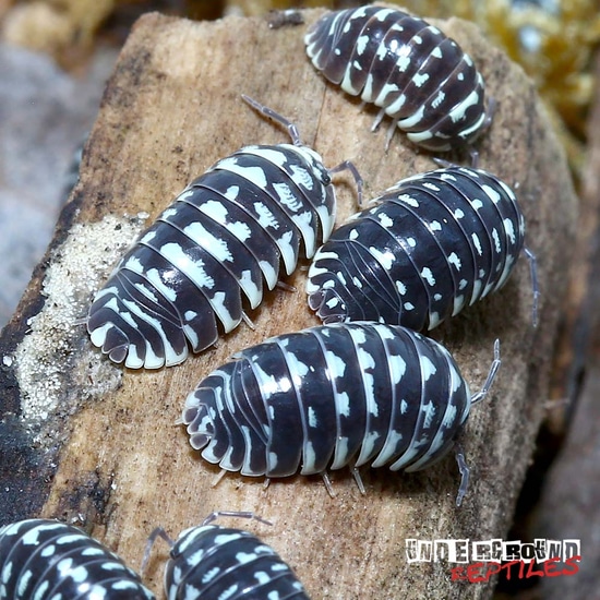 Armadillidium Maculatum “spotted” Isopods by Underground Reptiles