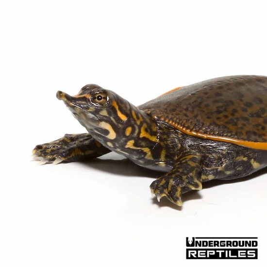 Leopard Softshell Turtle Pond Turtle by Underground Reptiles