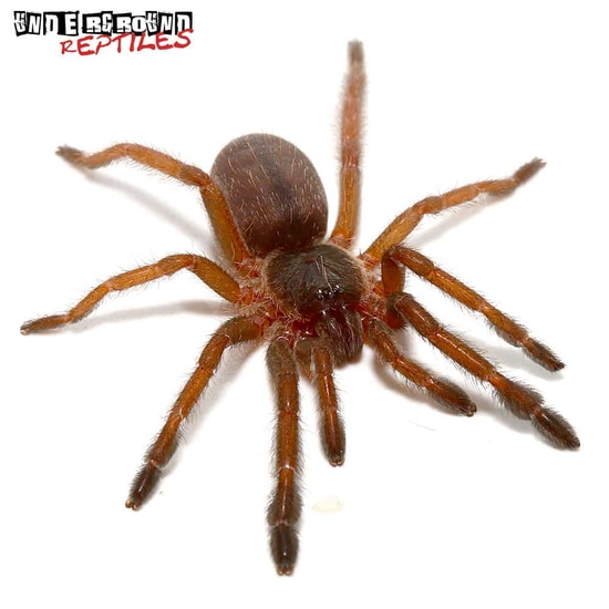 Violet Tree Spider True Spider by Underground Reptiles