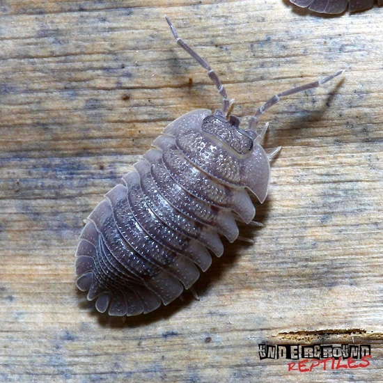 Armadillidium Peraccae Isopods by Underground Reptiles
