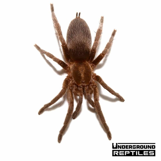 Argentine Copper Dwarf Tarantula by Underground Reptiles