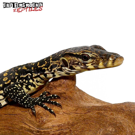 Asian Water Monitor by Underground Reptiles