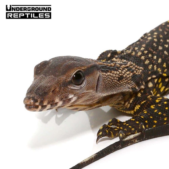 Black Roughneck Monitor by Underground Reptiles