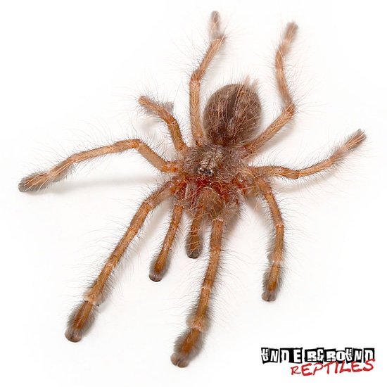 Redslate Ornamental Tarantula by Underground Reptiles