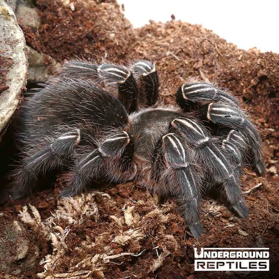 Stripe Knee Tarantula by Underground Reptiles