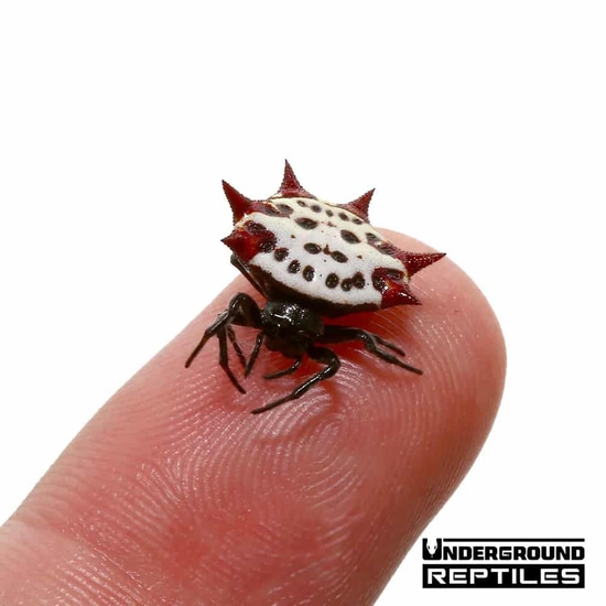 Crown Spider True Spider by Underground Reptiles