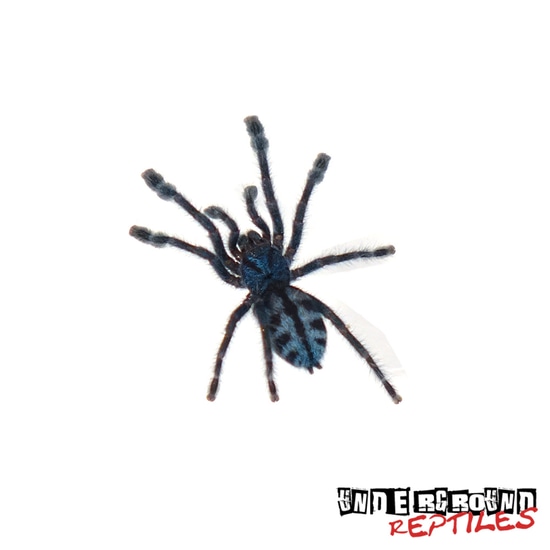 Puerto Rican Pinktoe Tarantula by Underground Reptiles